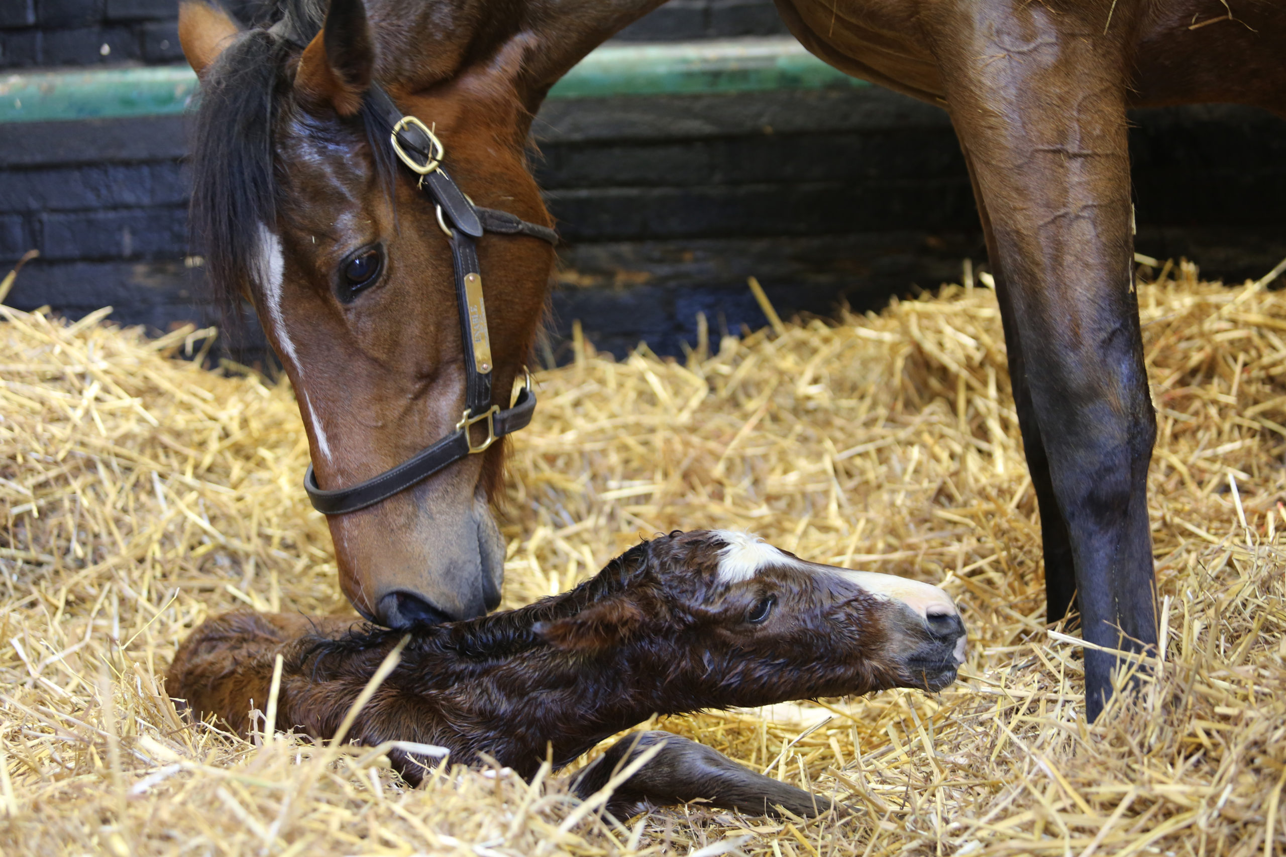 Enable welcomes first foal - Juddmonte