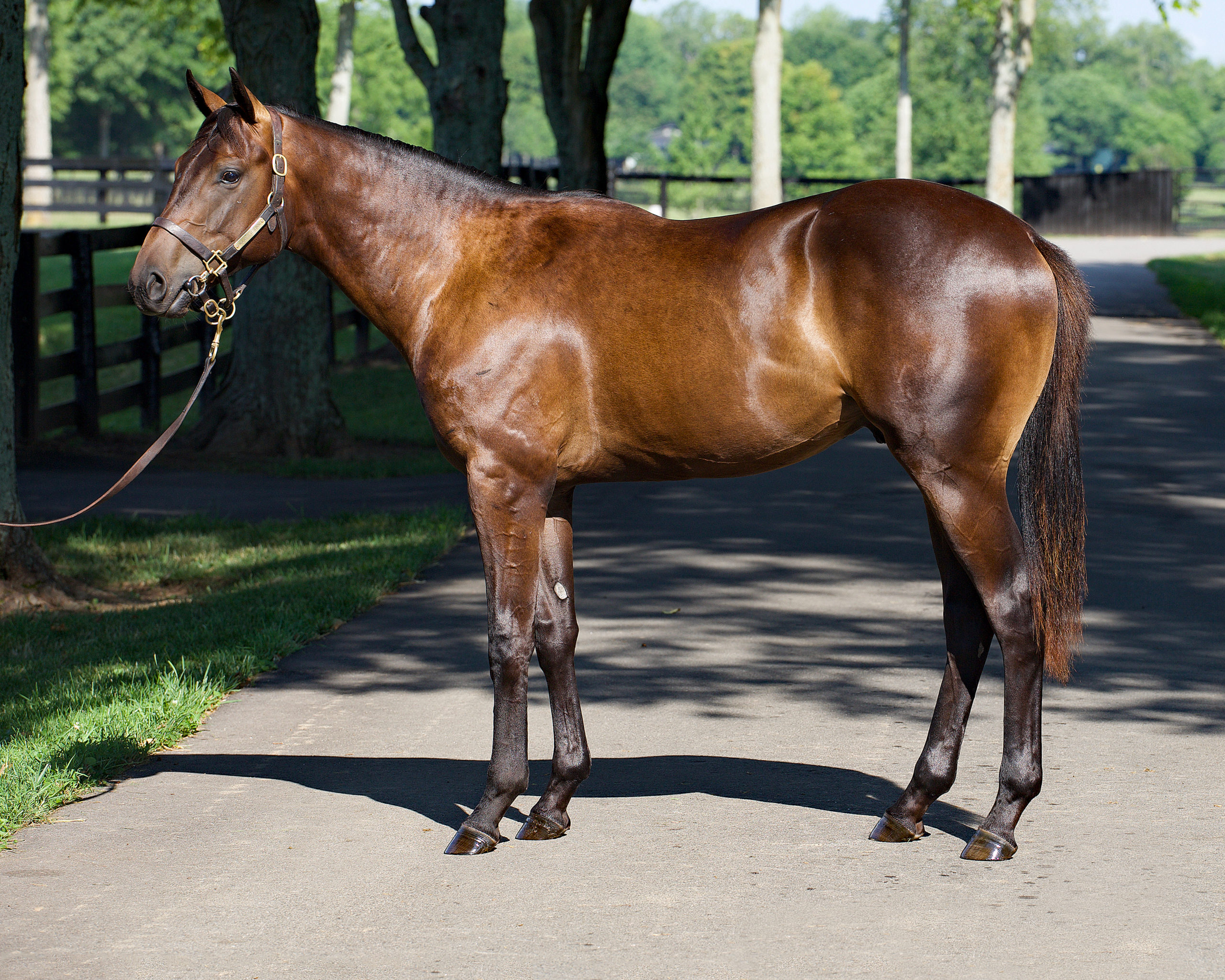 Artorius - TDN's promising maiden to keep on your radar - Racing