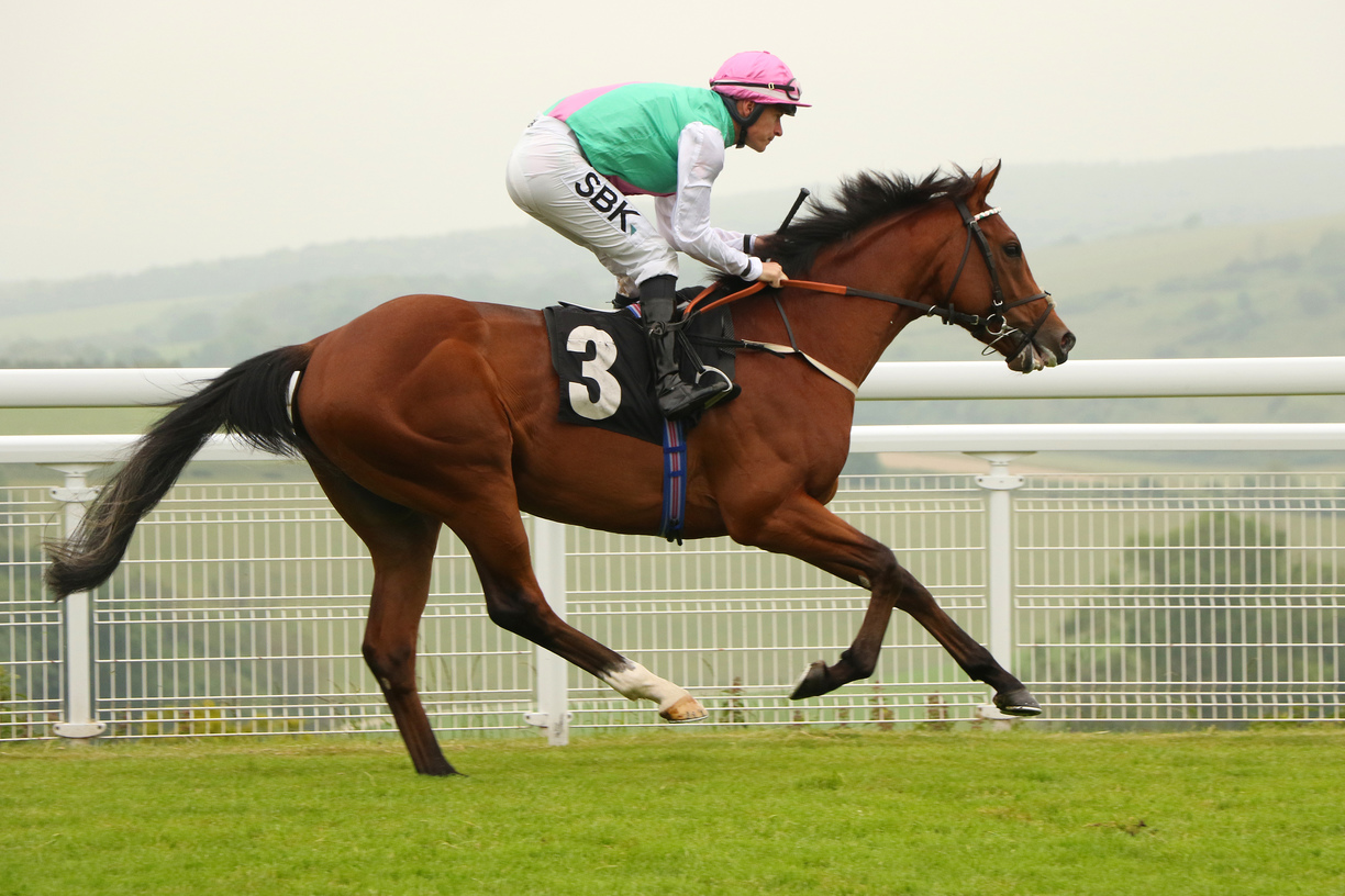 Flag Flying awarded TDN Rising Star status - Racing