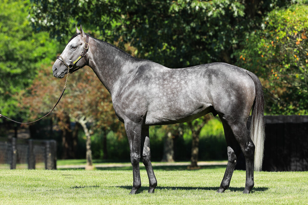 2YO filly Fireline breaks her maiden at the second time of asking - Racing