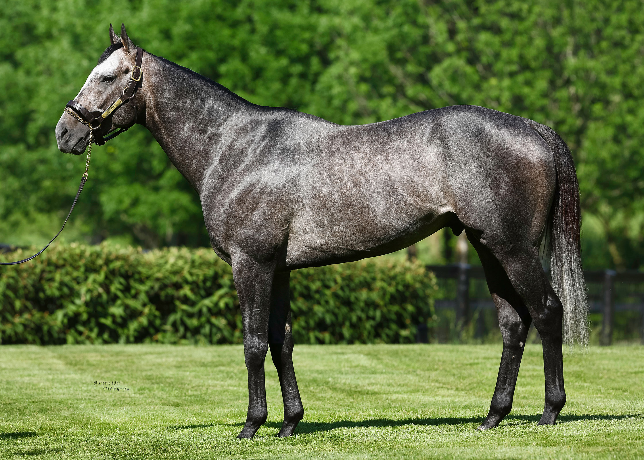 Here's hoping Arrogate leaves his mark on the breed - Stallions