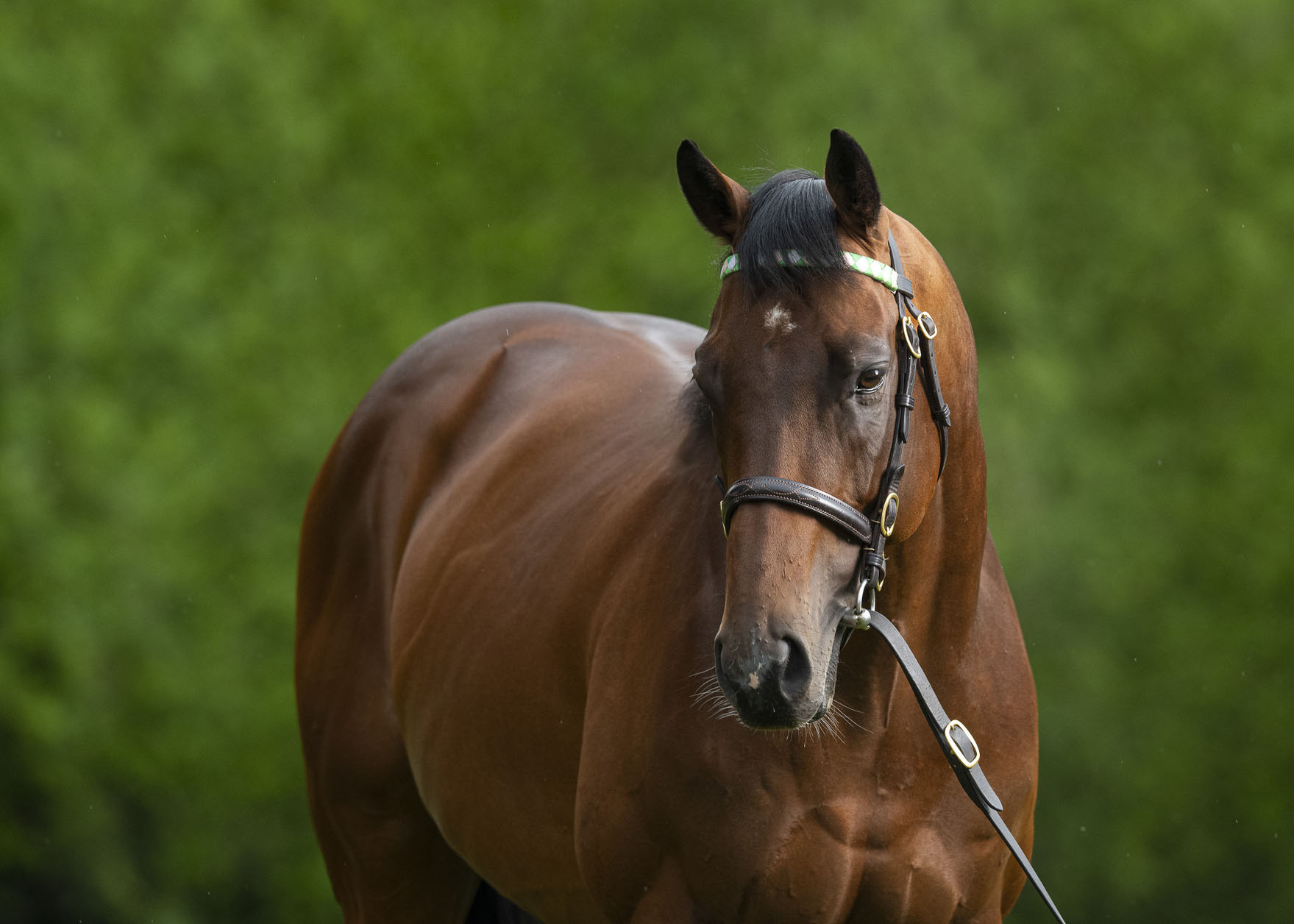 First North American winner for Expert Eye - Stallions