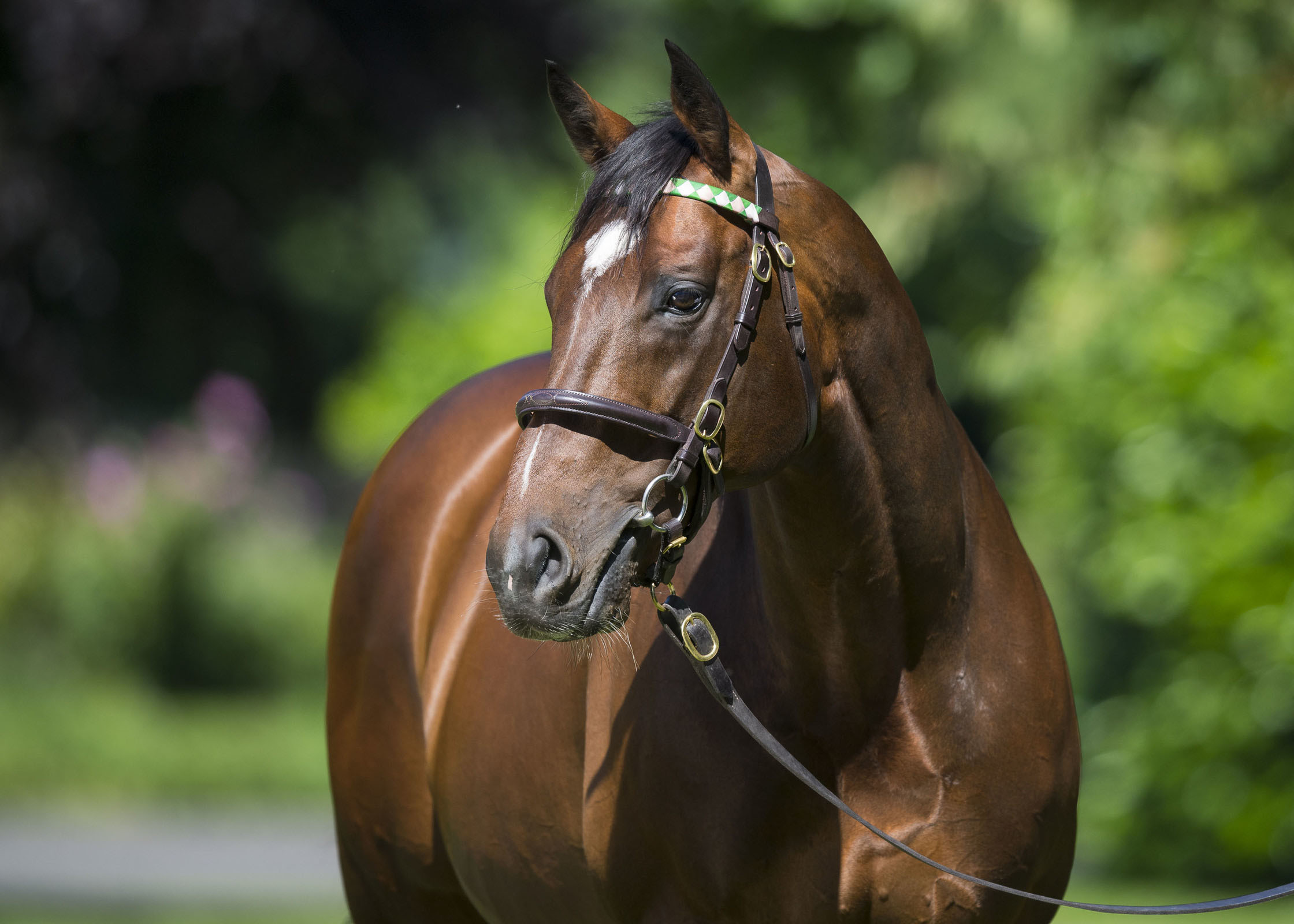 First blacktype win for Wide West - Stallions