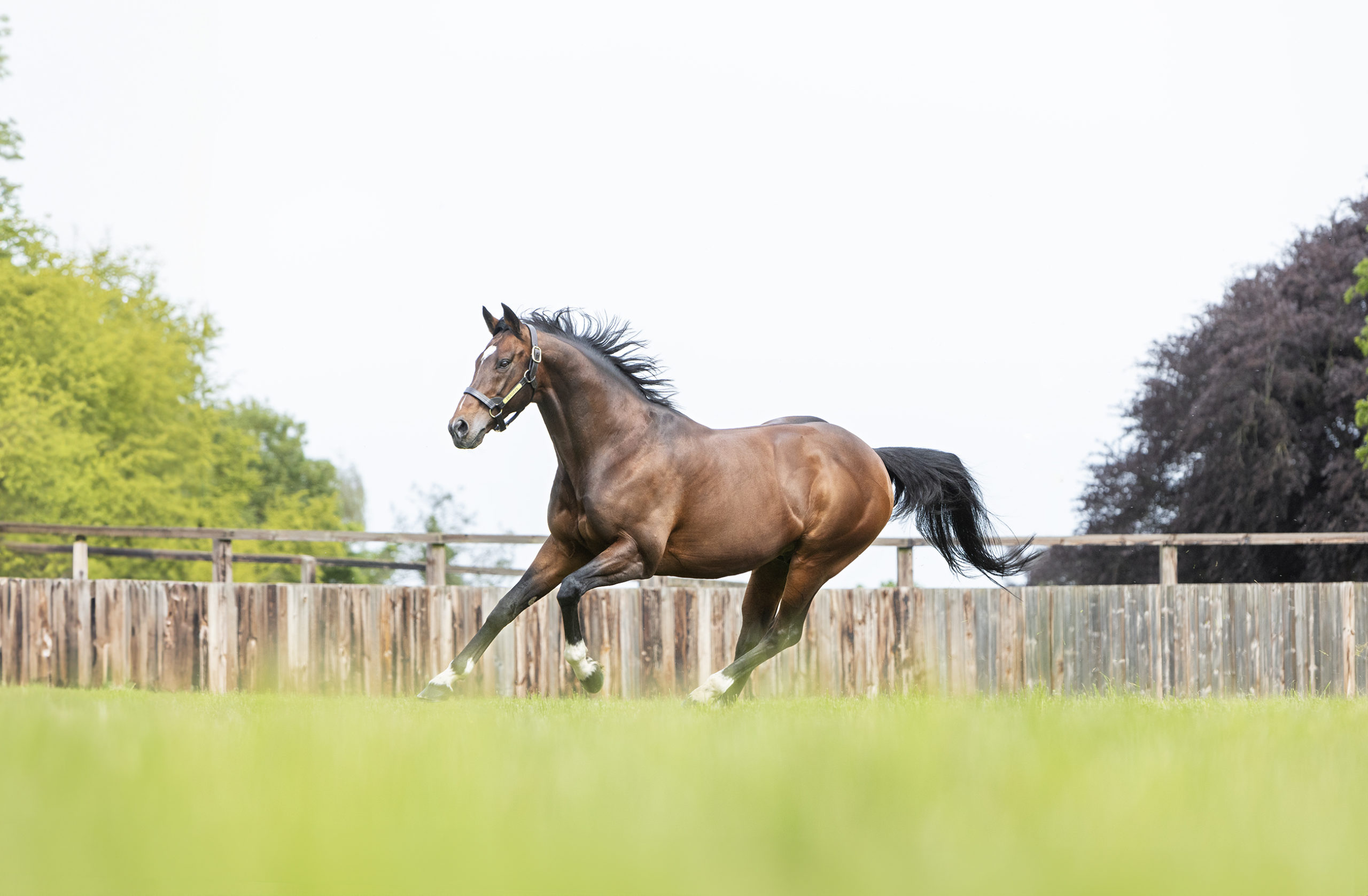 Measured Time another Gr.1 winner for Frankel - Stallions