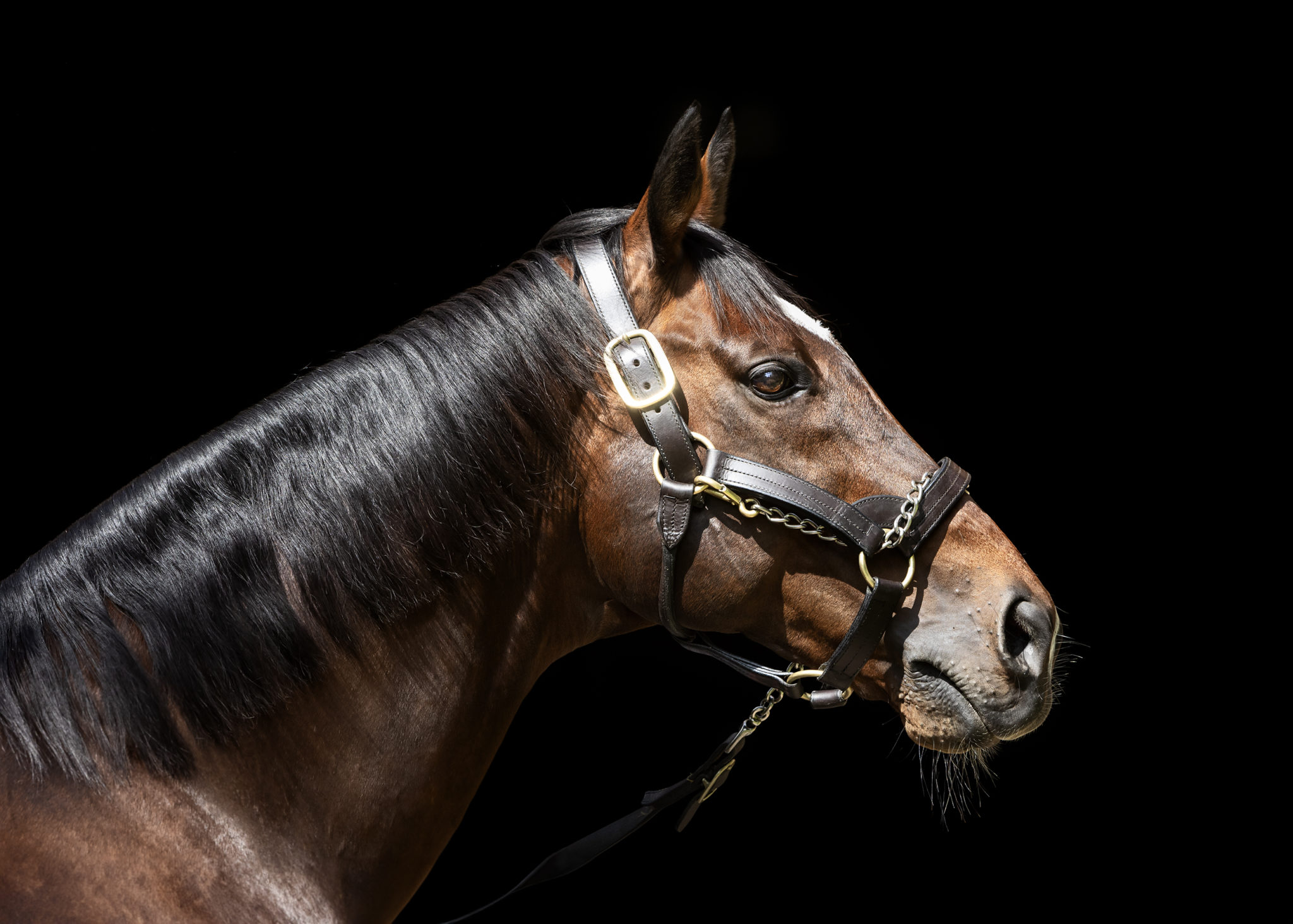 Racing Post speaks to Shane Horan on Frankel and his legacy - Stallions