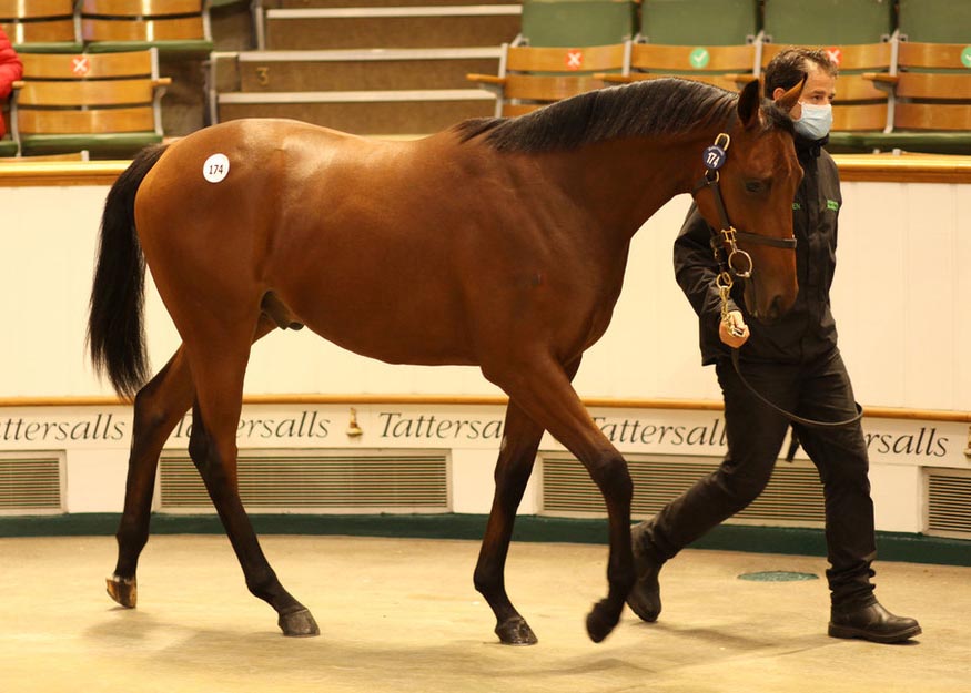 Outstanding Book 1 start for Juddmonte sires - Stallions