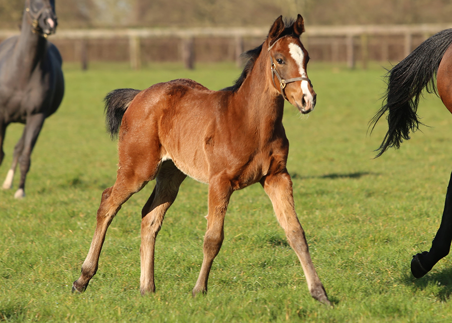 2021 foaling news - Stallions