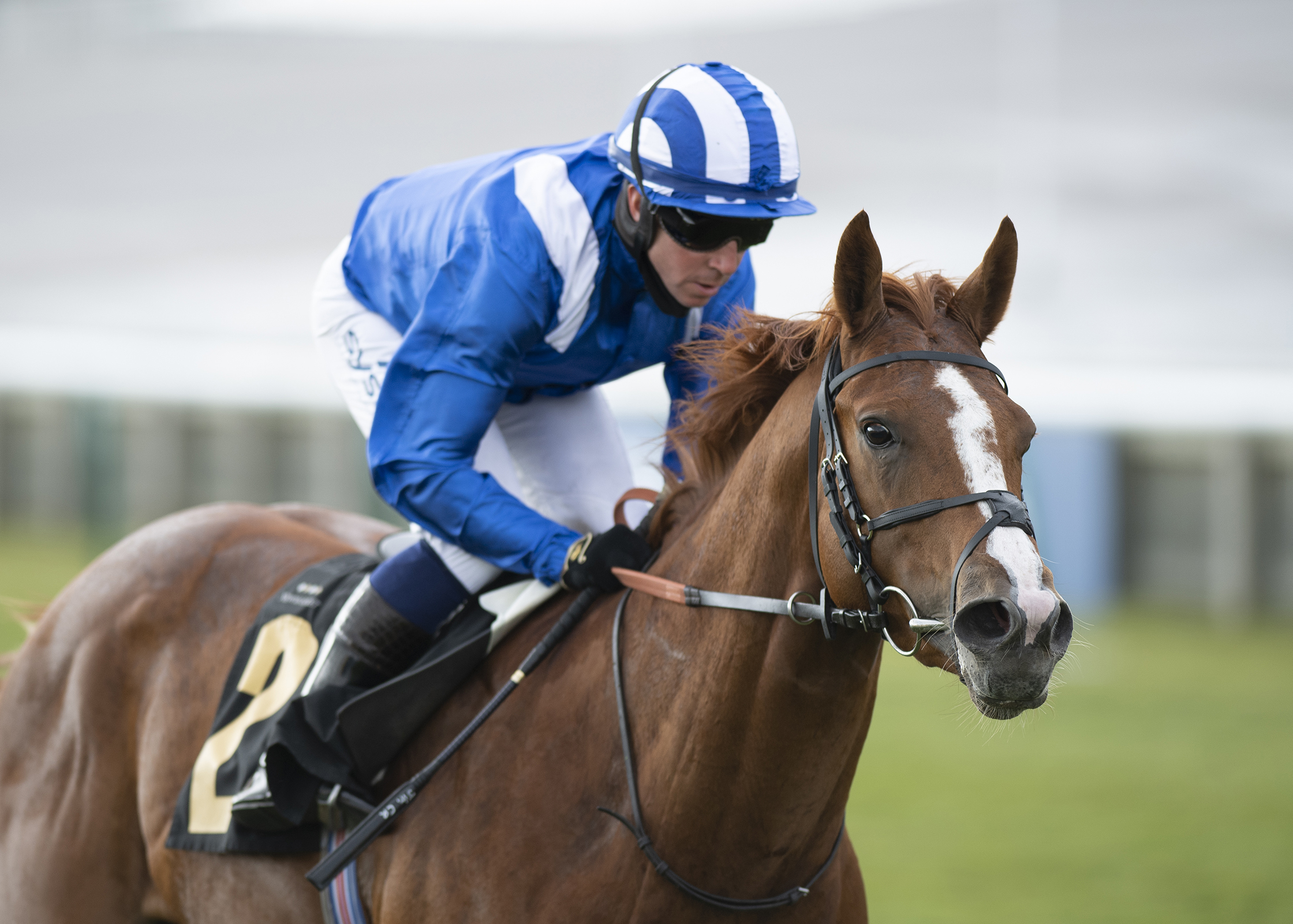 Stakes success for Mohaafeth - Stallions