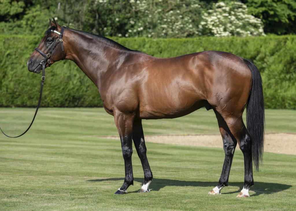Another debut winner for Expert Eye - Stallions