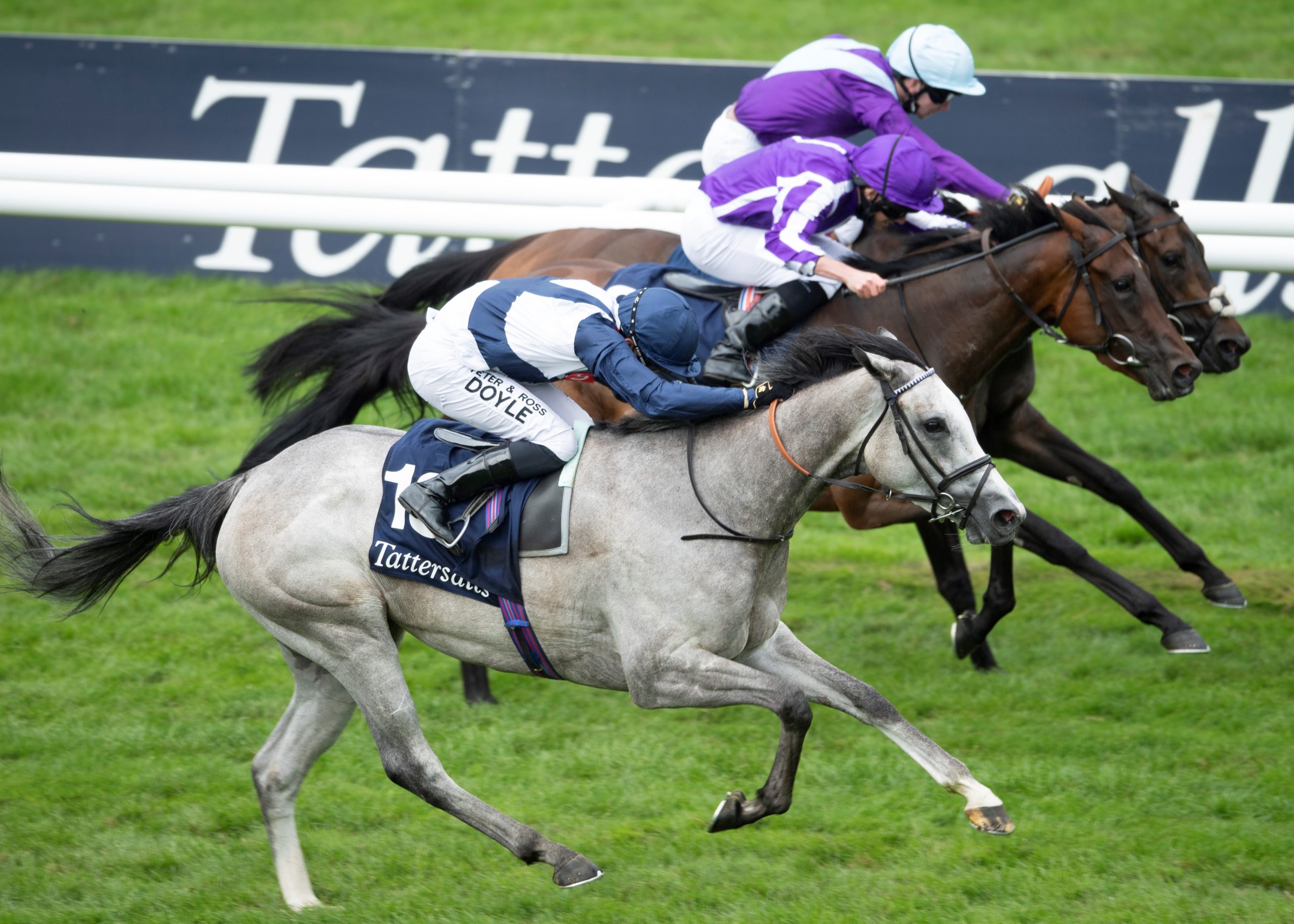 Frankel's fantastic form continues - Stallions