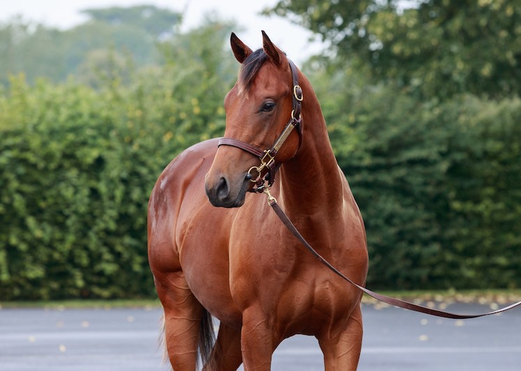 Successful Deauville for Juddmonte sires - Stallions