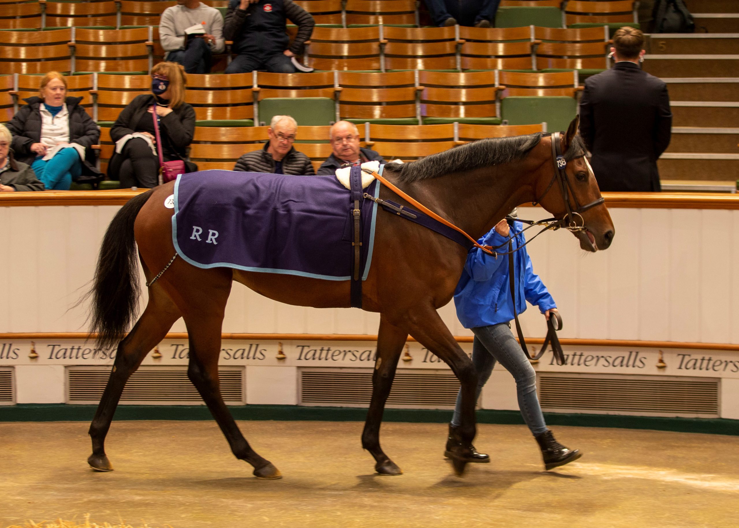 Grocer Jack heads Tattersalls Autumn Horses In Training Sale - Stallions