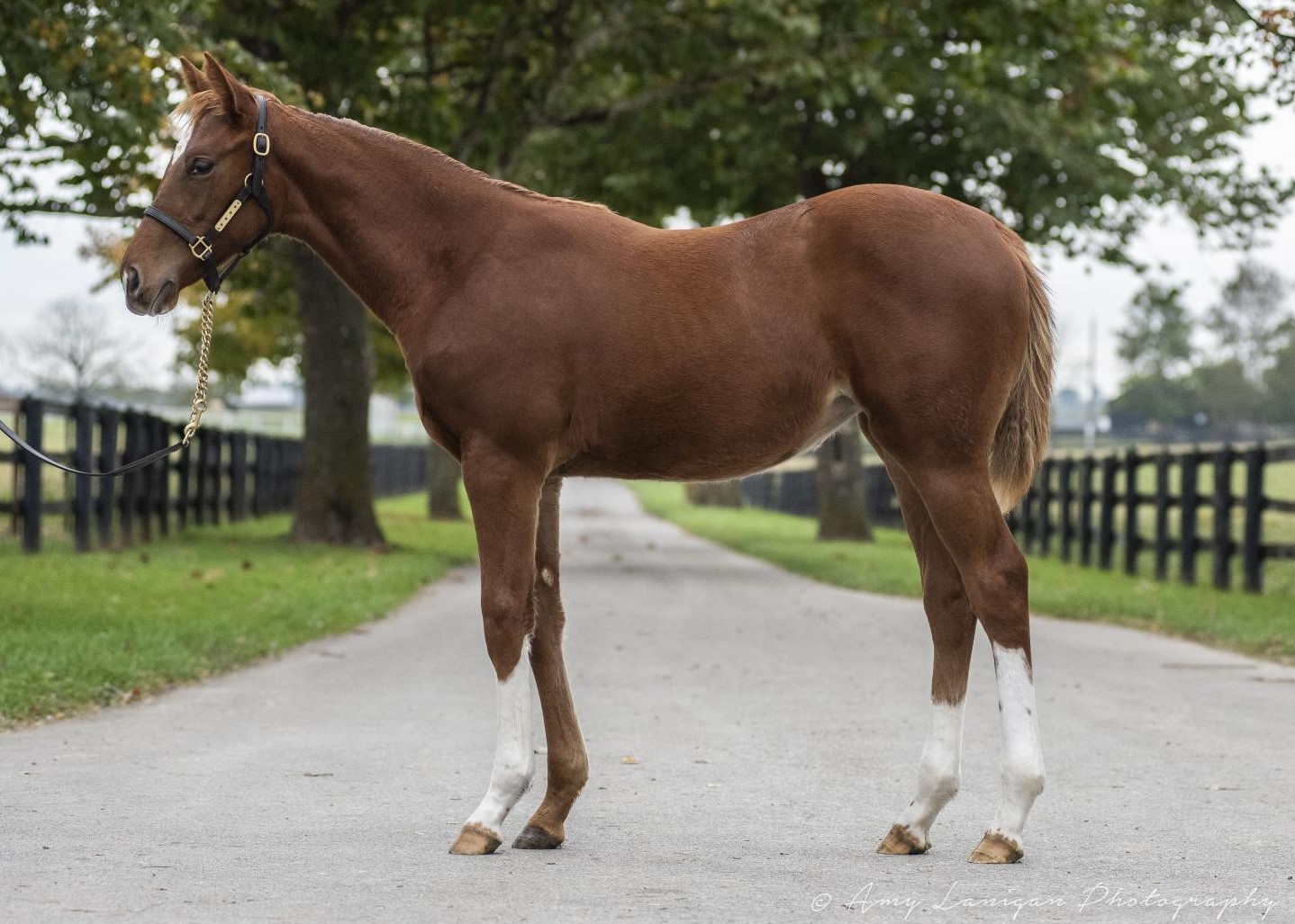 Frankel weanling makes $800,000 at Keeneland November Sale - Stallions