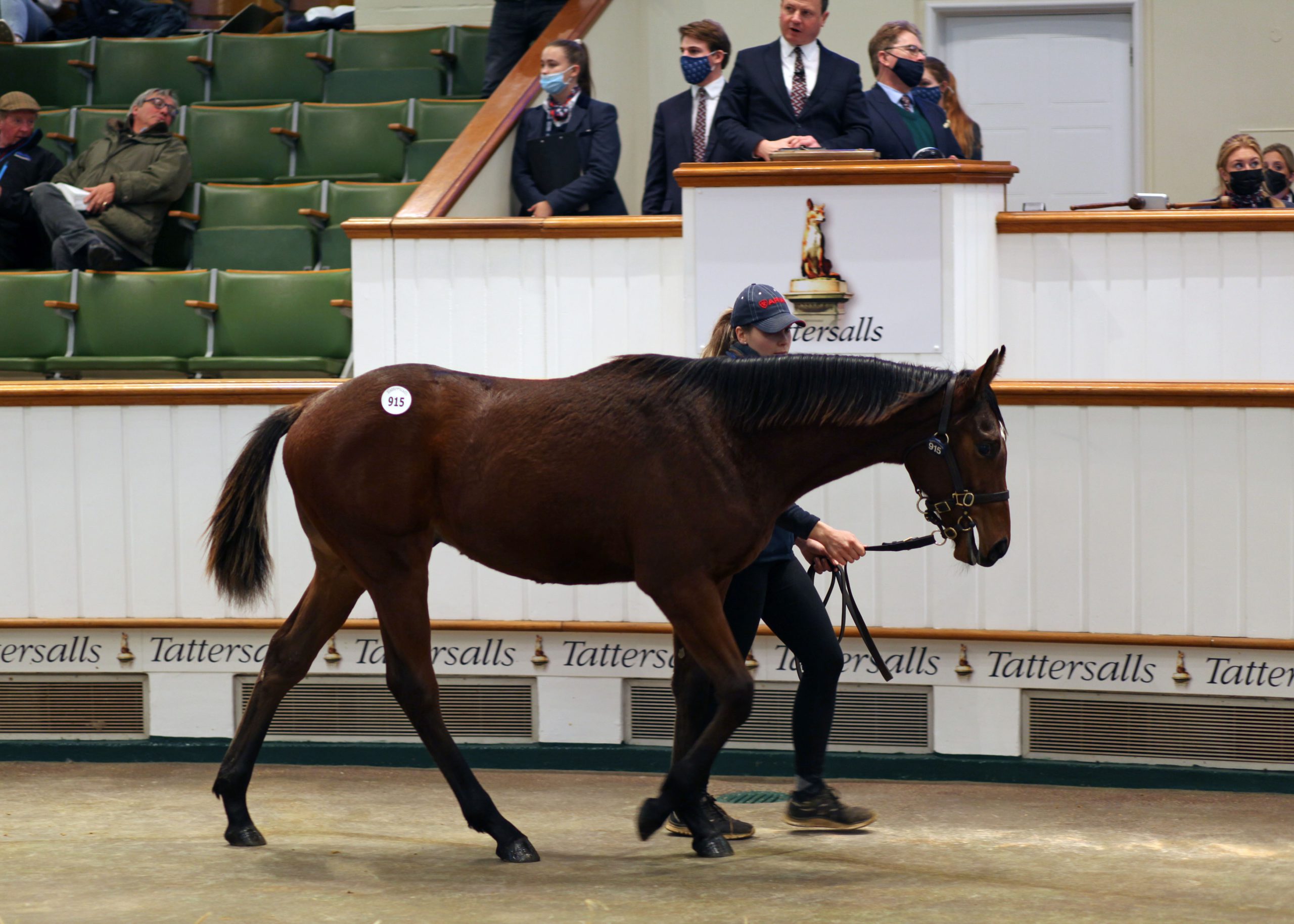 frankel-foal-makes-675-000gns-at-tattersalls-december-sale-stallions