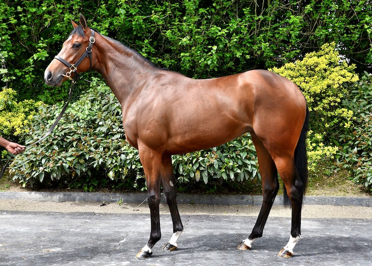 Another debut winner from Expert Eye's first crop - Stallions