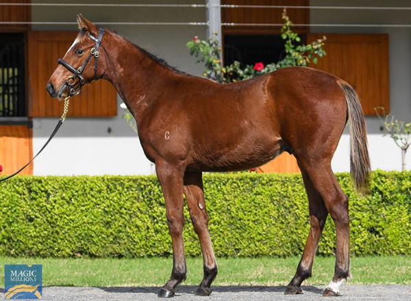 Weanling Frankel colts to be offered at Magic Millions - Stallions