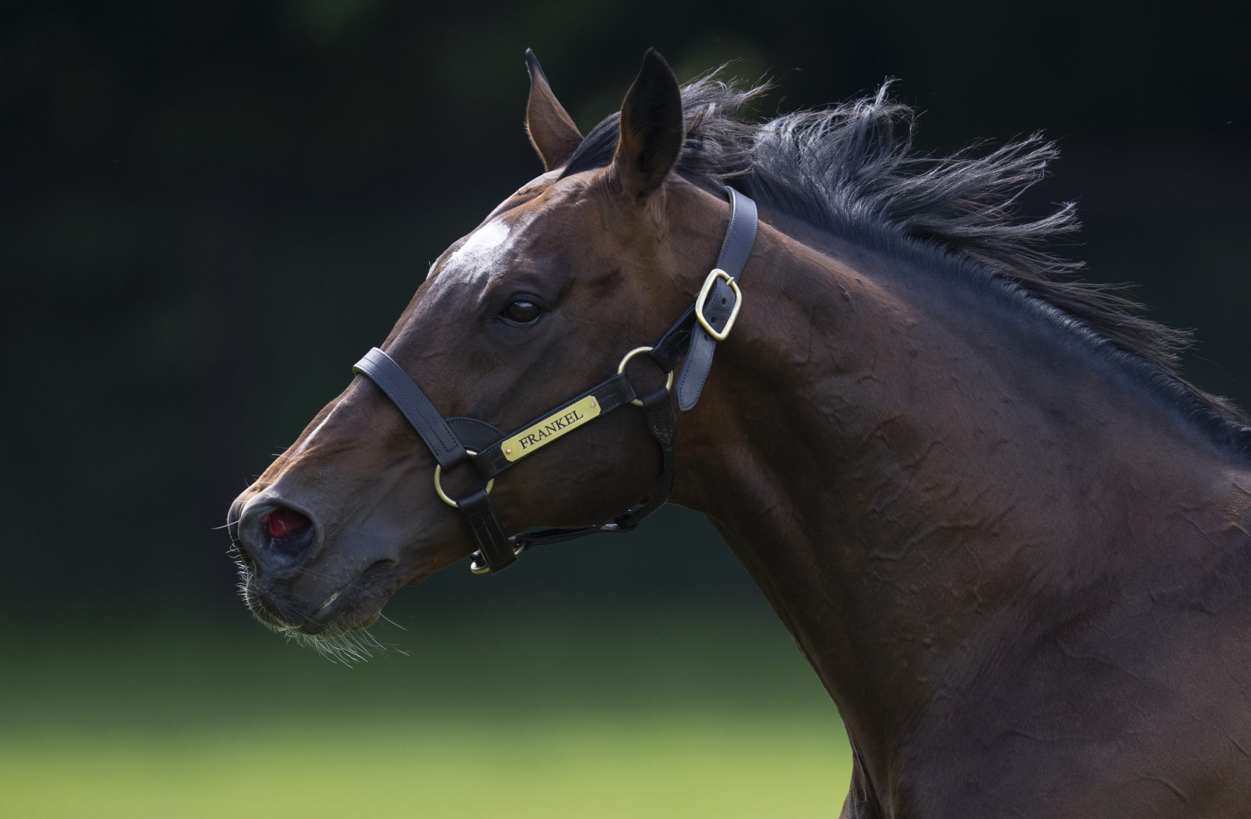 Frankel reaches 100 stakes winners - Stallions