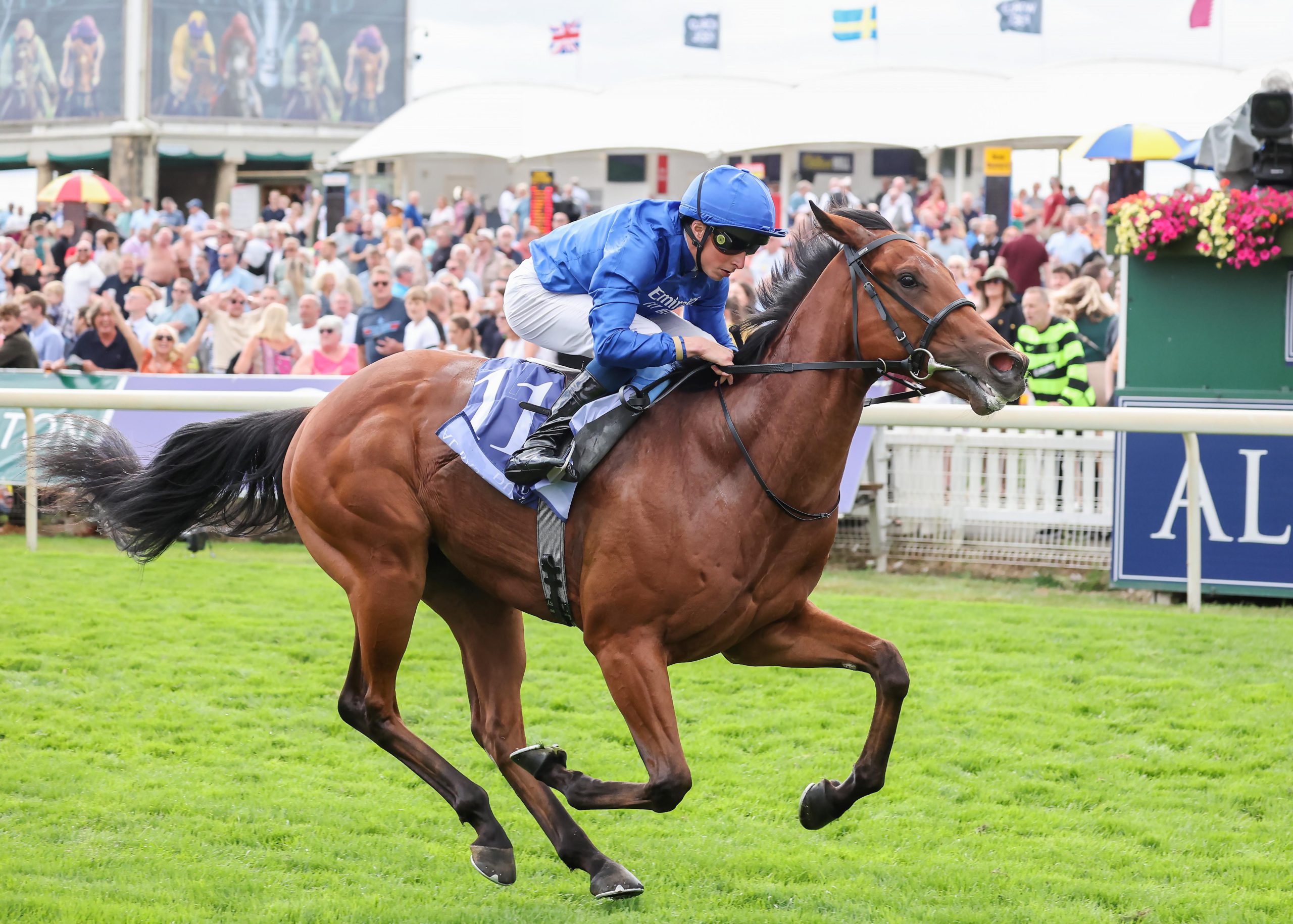 Kingman's Noble Style on top at York - Stallions