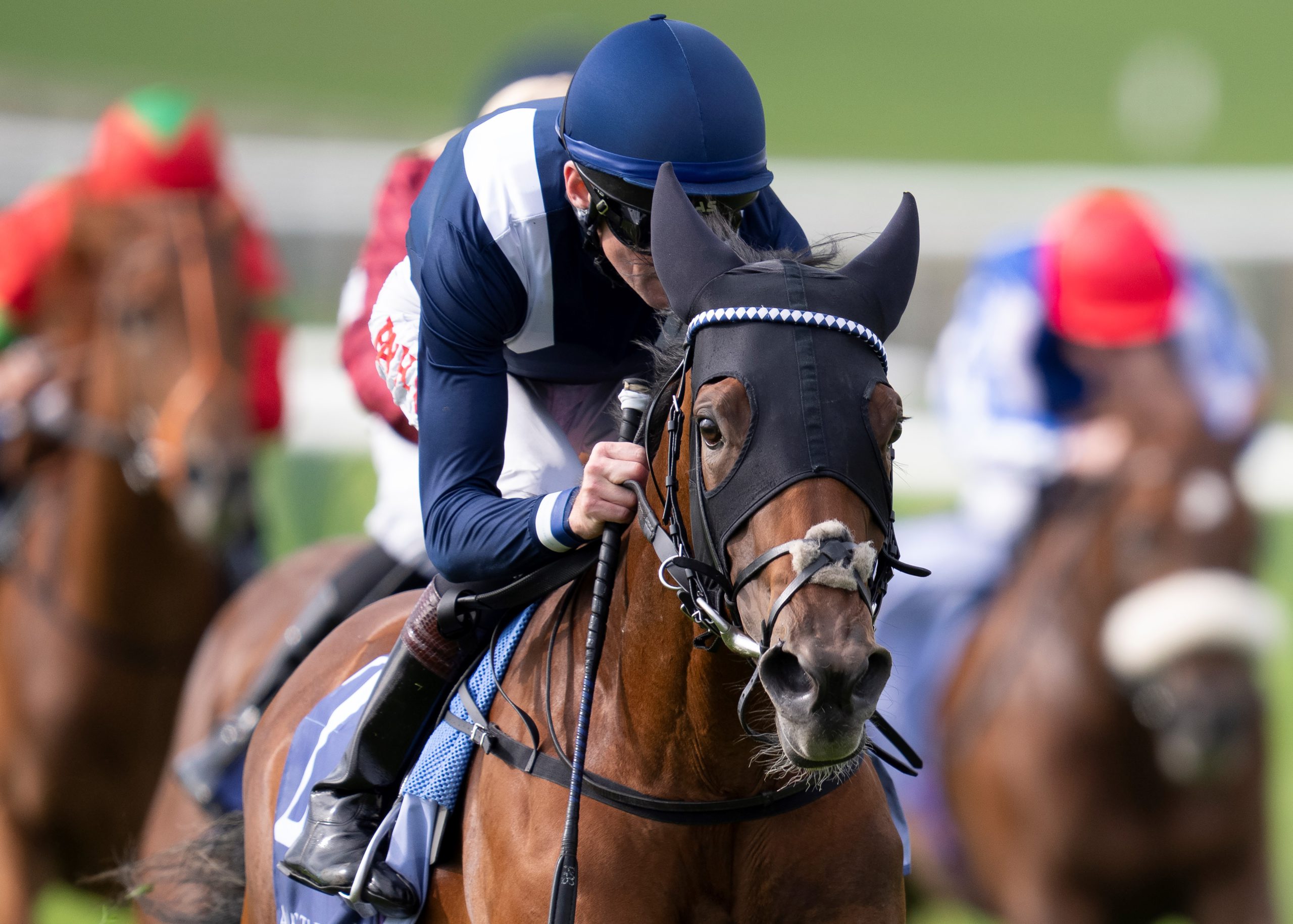 Kingman's Commissioning stars in the Rockfel - Stallions