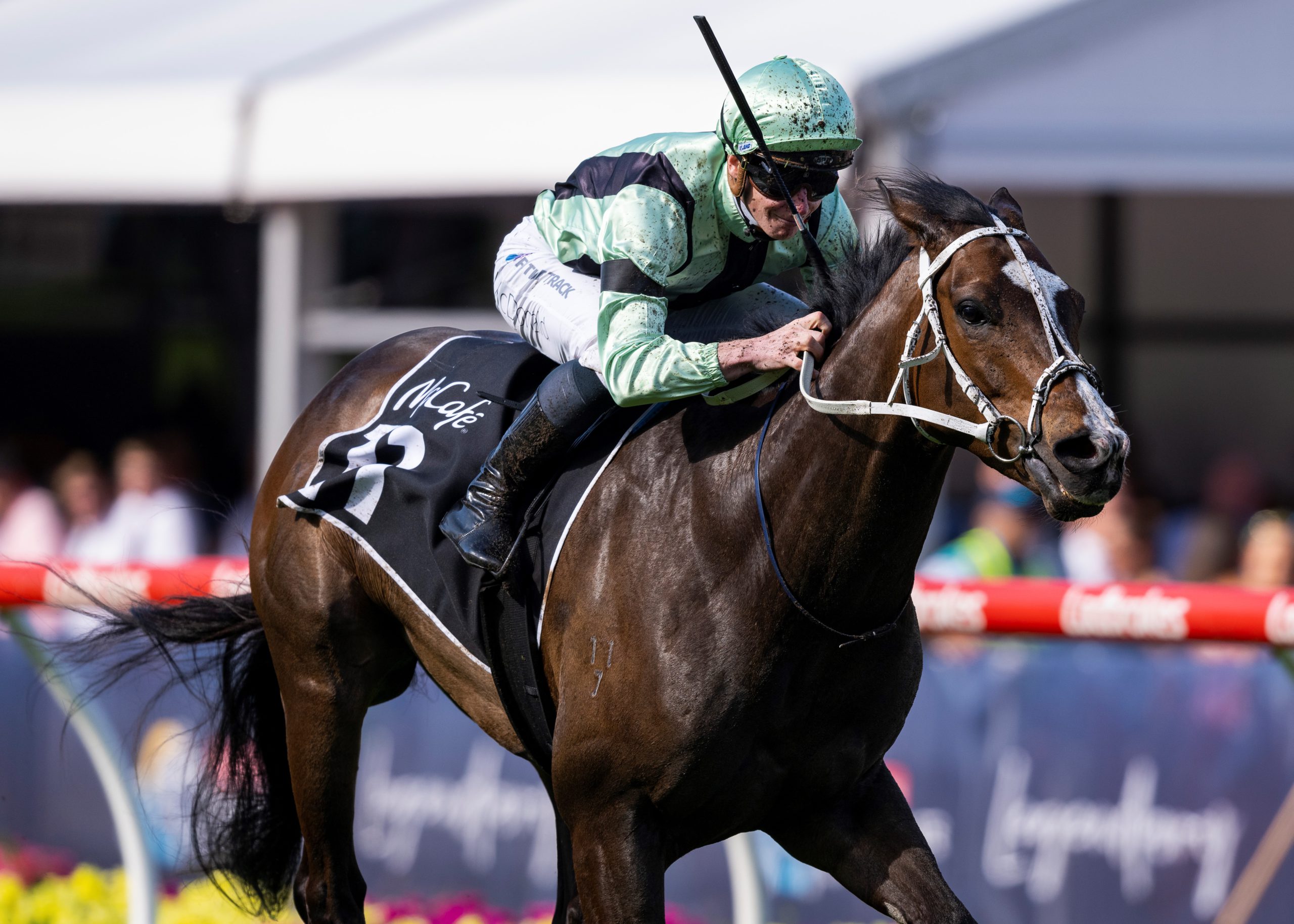 Australian Group double for Frankel - Stallions