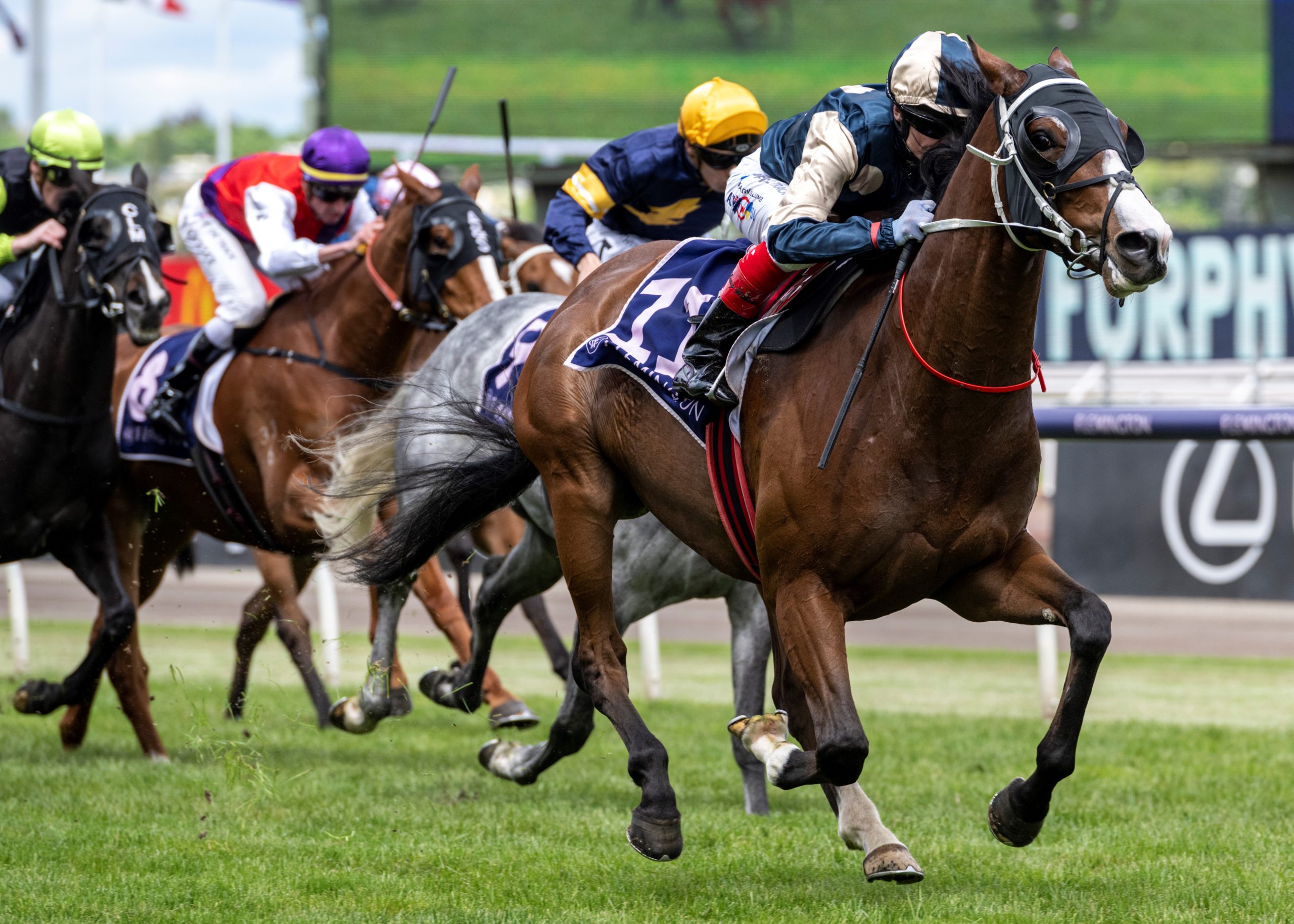 Group-winning Australian debut for Soulcombe - Stallions
