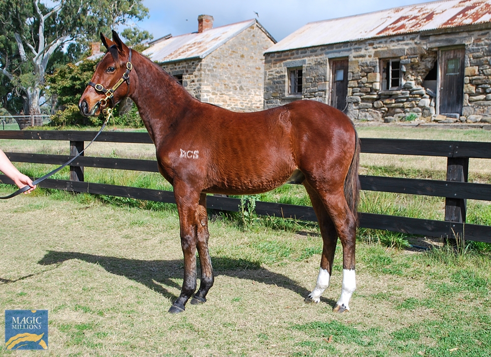 Frankel takes top spots at Magic Millions Gold Coast Weanling Sale ...