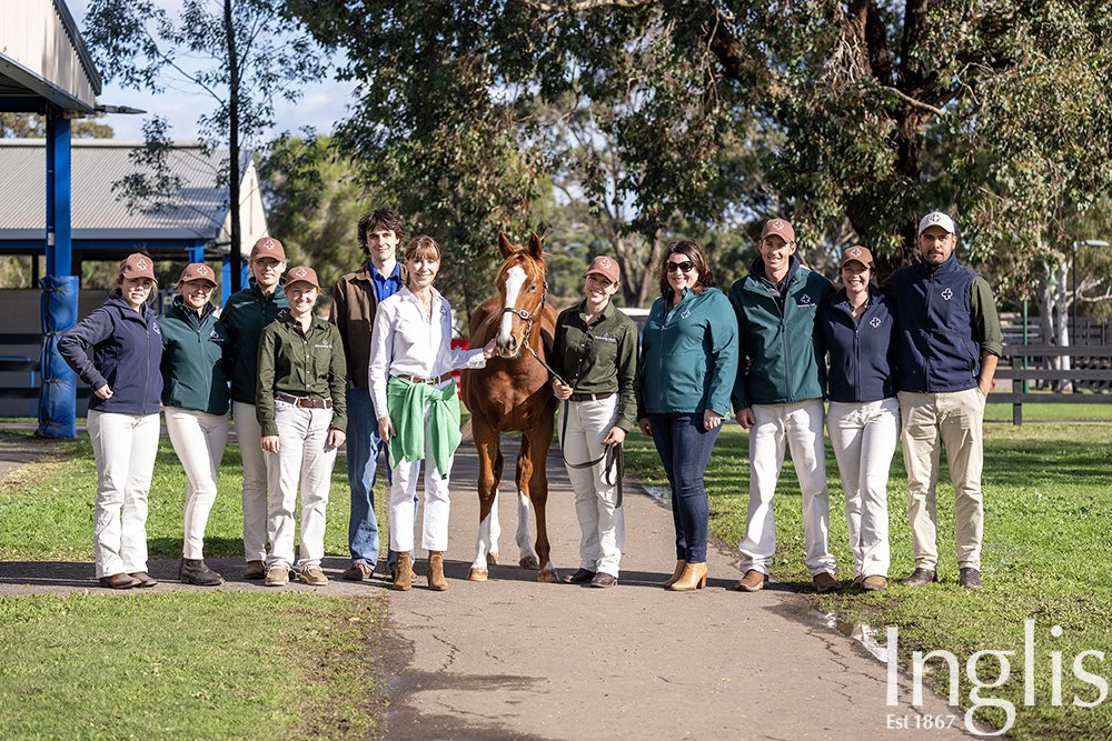 $825,000 Frankel Filly Sets New Record at Inglis Great Southern - Stallions