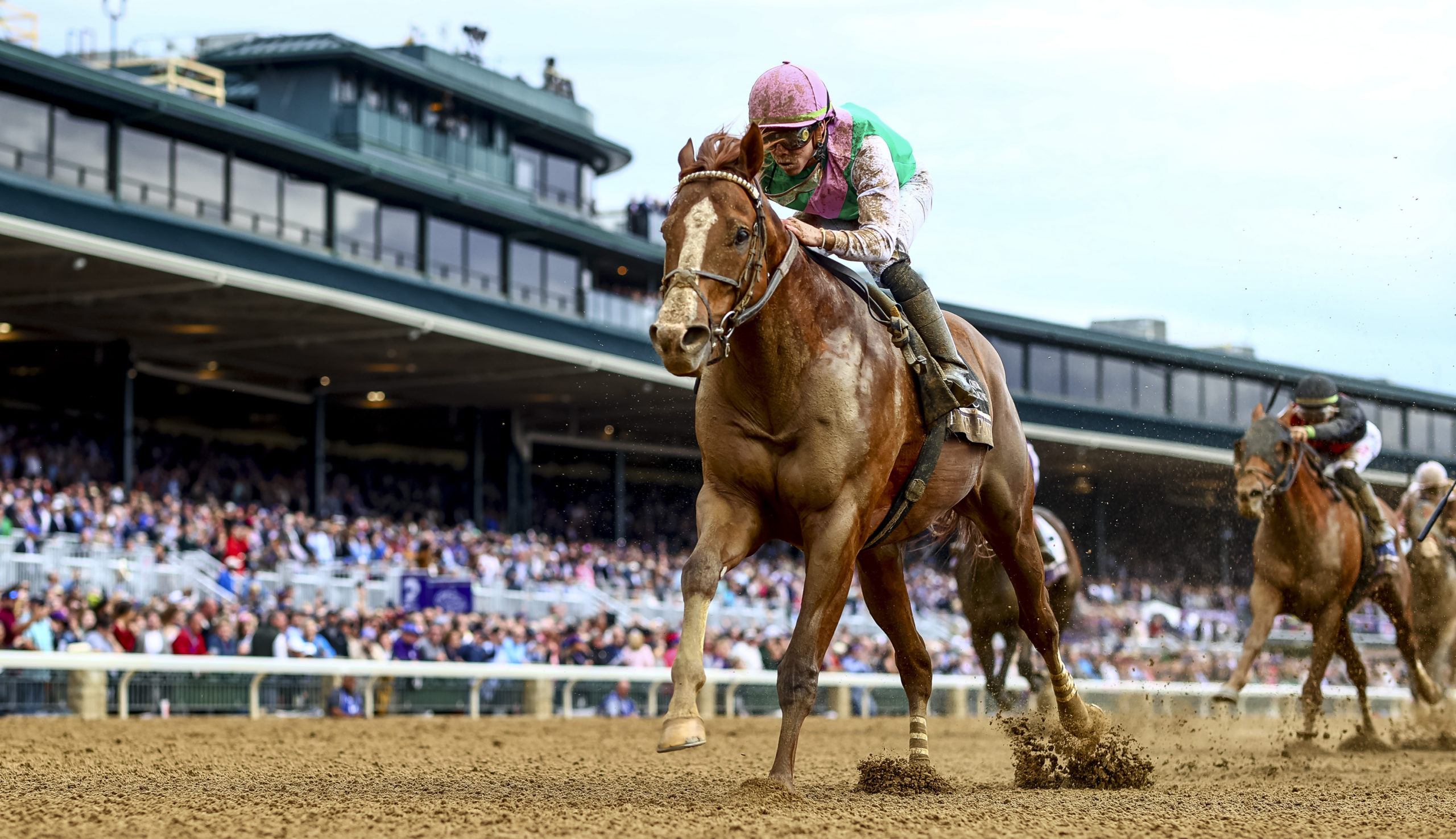 Elite Power - Stallions