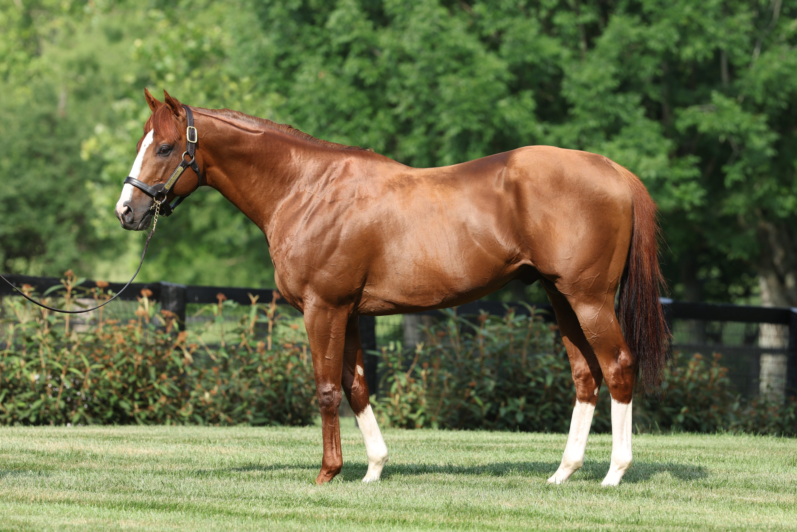 Elite Power - Stallions