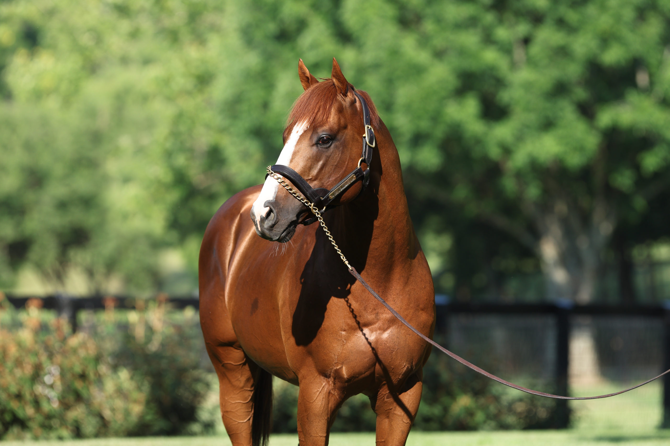 Multiple Champion Elite Power's first foal born at Norevale Farm ...