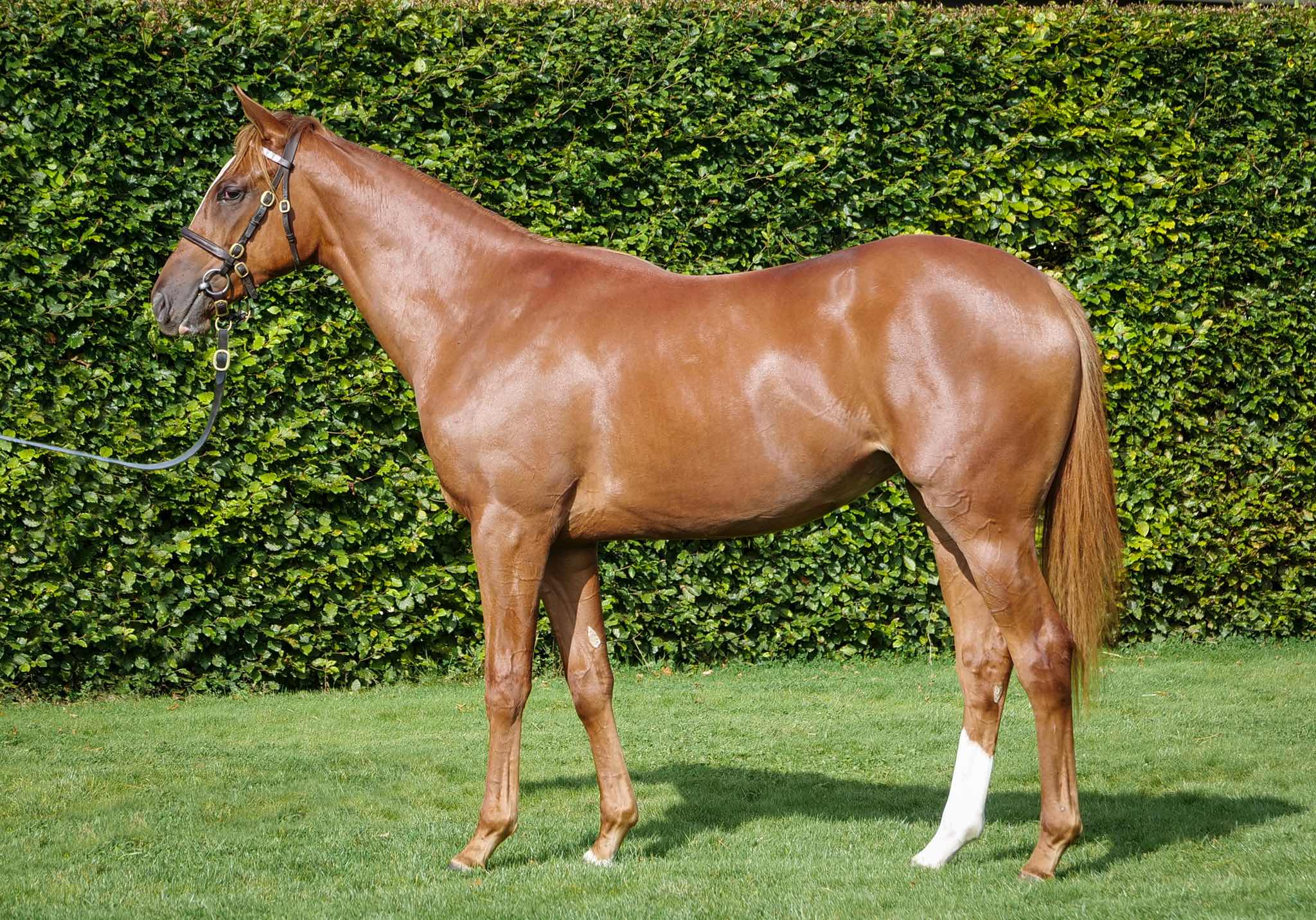 Frankel pair star on final day of Tattersalls October Book 1 - Stallions