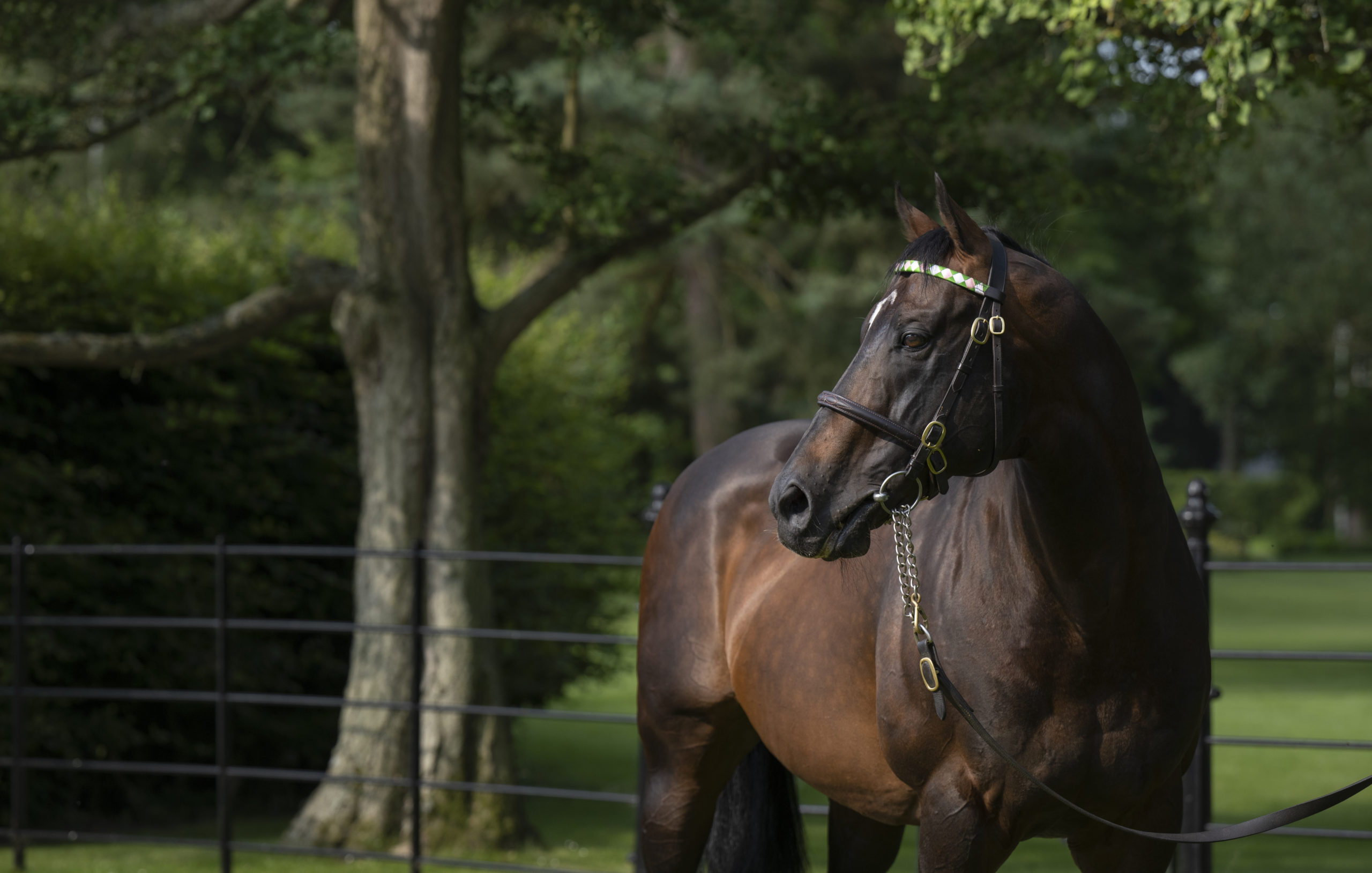 Good Morning Bloodstock on Oasis Dream - Stallions
